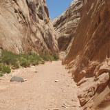 Capitol Gorge to Tanks Trail, Utah - 1,267 Reviews, Map | AllTrails