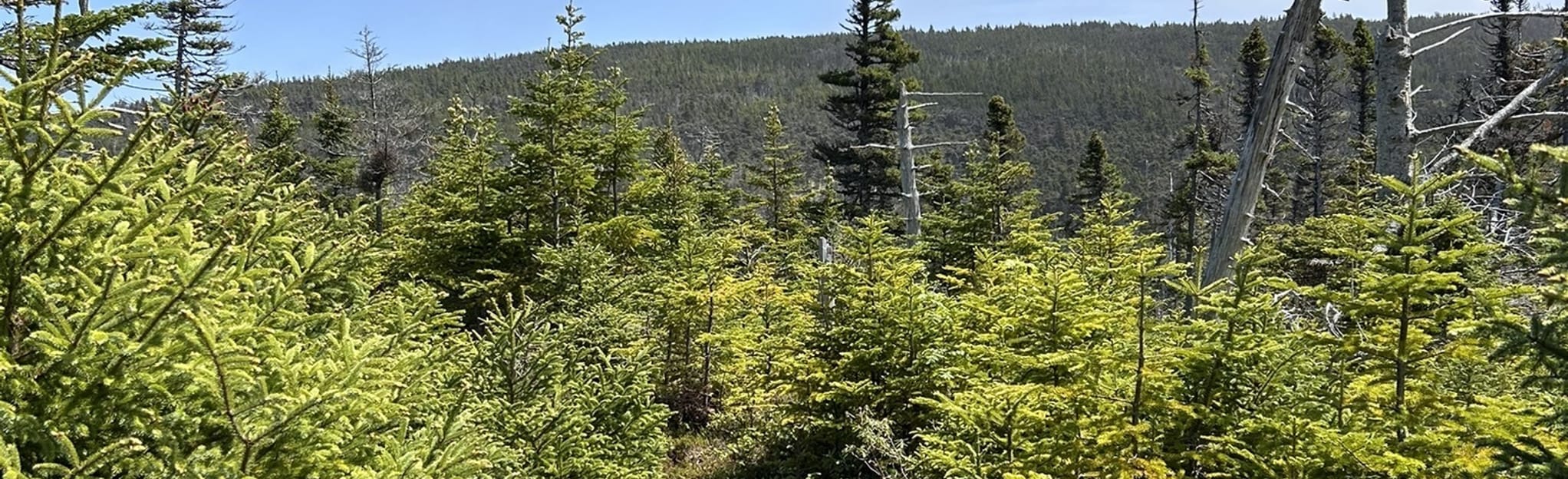 Cobbler's Path via Cobbler Crescent, Newfoundland and Labrador, Canada ...