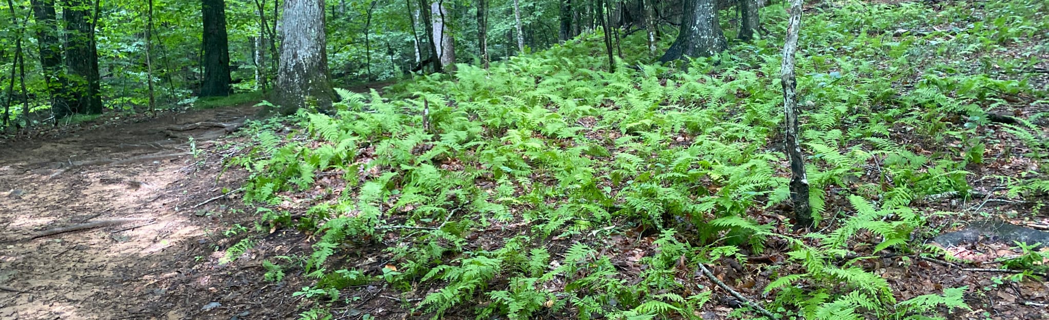 Boone United Trail: 270 Reviews, Map - North Carolina | AllTrails