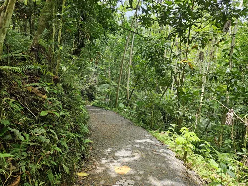 2023 Best Walking Trails in El Yunque National Forest | AllTrails