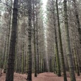 Bottle Lake Forest Blue Track, Canterbury, New Zealand - 238 Reviews ...
