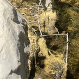 Cold Springs East Fork Trail, California - 344 Reviews, Map | AllTrails