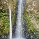 Larch Mountain Trail, Oregon - 643 Reviews, Map | AllTrails