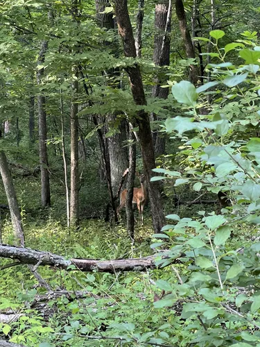Best Hikes and Trails in Carley State Park | AllTrails