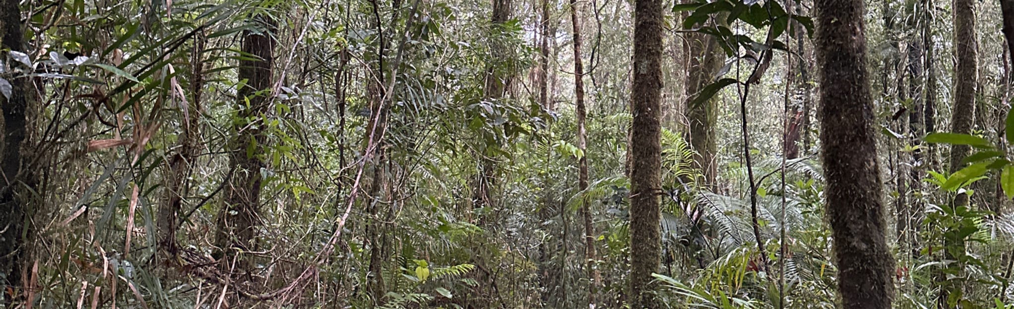 Silau Silau Trail - Mempening Trail - Sabah, Malaysia : 24 Photos ...