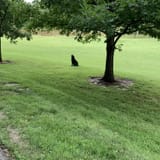Hawk Ridge Trail, Missouri - 2,352 Reviews, Map | AllTrails