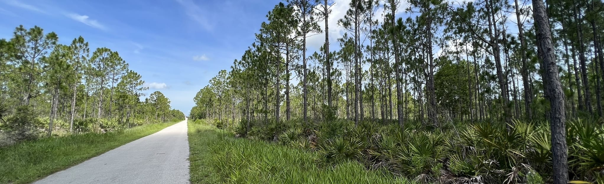 Trans-Florida Central Railroad Trail: 386 Fotos - Flórida | AllTrails