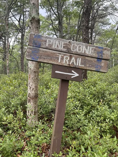 Shawme-Crowell State Forest: de beste routes om te wandelen | AllTrails