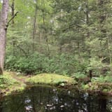 Douglas Forest Wallis Pond Loop Trail, Massachusetts - 929 Reviews, Map ...
