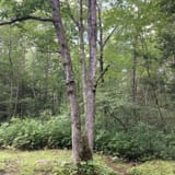 Douglas Forest Wallis Pond Loop Trail, Massachusetts - 929 Reviews, Map ...