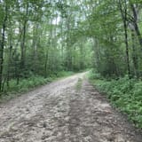 Douglas Forest Wallis Pond Loop Trail, Massachusetts - 929 Reviews, Map ...