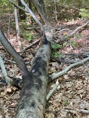 Best Hikes and Trails in Rehoboth State Forest | AllTrails