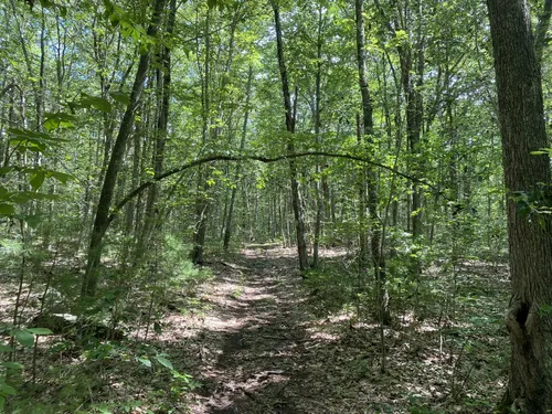 Best Hikes and Trails in Rehoboth State Forest | AllTrails