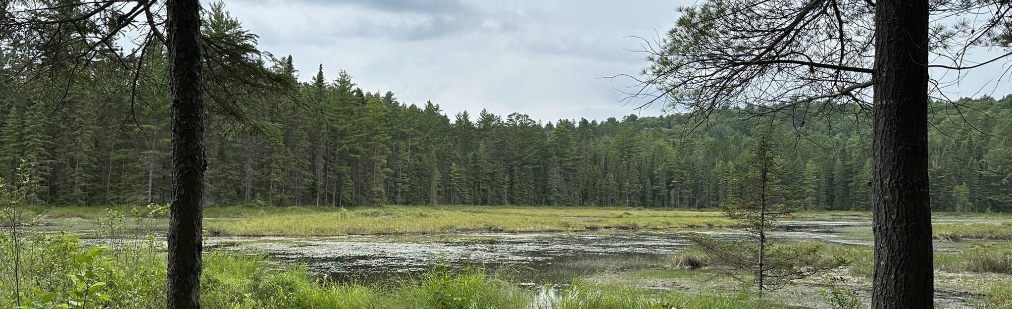 Bat Lake Trail: 762 Reviews, Map - Ontario, Canada | AllTrails