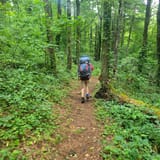 The Blue Ridge Escarpment, North Carolina - 159 Reviews, Map | AllTrails