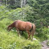 Mount Rogers Trail, Virginia - 438 Reviews, Map | AllTrails