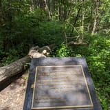 Nimblewill Gap OHV Road, Georgia - 363 Reviews, Map | AllTrails