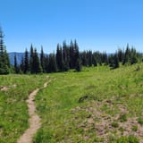 Silver Forest Trail, Washington - 405 Reviews, Map | AllTrails