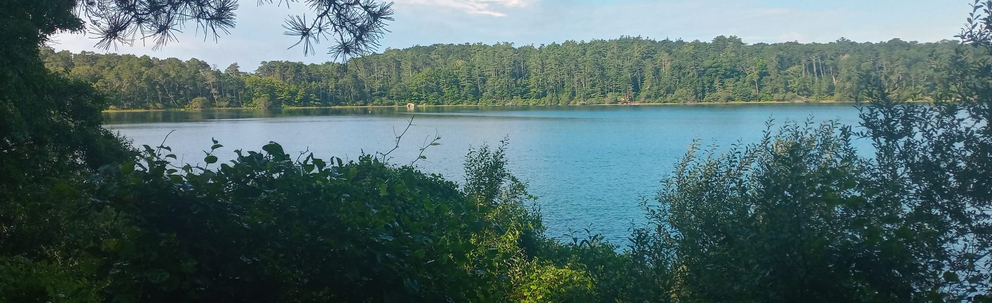 Flax Pond, Massachusetts - 197 Reviews, Map | AllTrails
