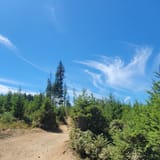Tahuya Lookout OHV Loop , Washington - 122 Reviews, Map | AllTrails