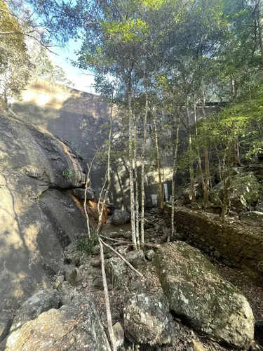 2023 Best Forest Trails in Broken Bago State Forest | AllTrails