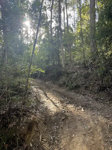 Best Moderate Trails in Broken Bago State Forest | AllTrails