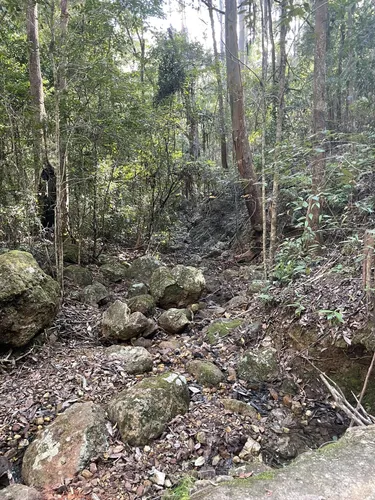 2023 Best Forest Trails in Broken Bago State Forest | AllTrails