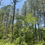 Kaintuck Trail: Oak Leaf Section, Missouri - 154 Reviews, Map | AllTrails