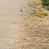 Rice Canyon Trail, California - 950 Reviews, Map | AllTrails