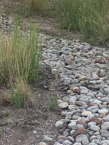 Best Hikes and Trails in Rio Rancho Bosque Nature Preserve | AllTrails