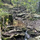 Tioga West Rim Trail, Pennsylvania - 531 Reviews, Map | AllTrails