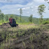 Tioga West Rim Trail, Pennsylvania - 531 Reviews, Map | AllTrails