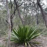 Kirrawee Bushwalk, New South Wales, Australia - 136 Reviews, Map ...