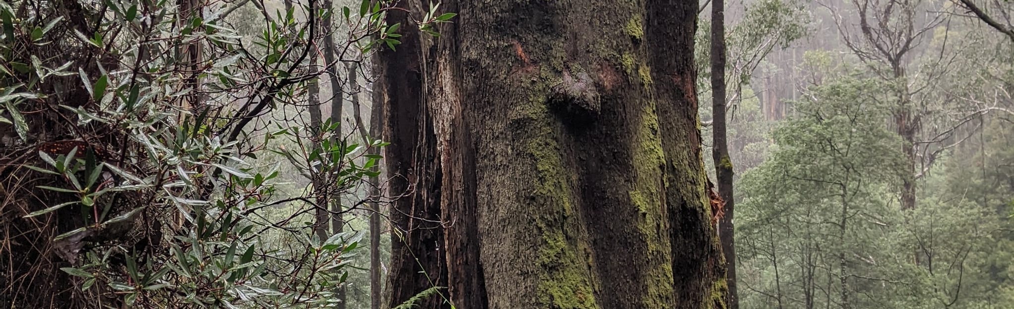 Kalatha Giant Tree Walk, Victoria, Australia - 7 Reviews, Map | AllTrails