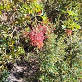 Mount Cooke Loop, Western Australia, Australia - 496 Reviews, Map ...