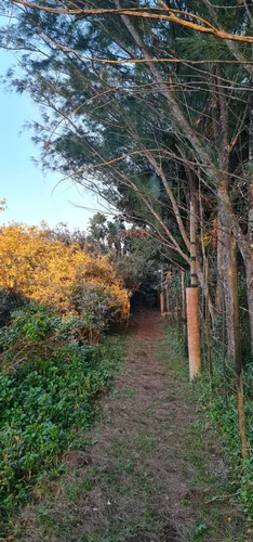 Best Forest Trails in Great Kei NU | AllTrails