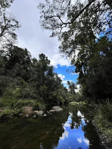 Best Hikes and Trails in Brooyar State Forest | AllTrails