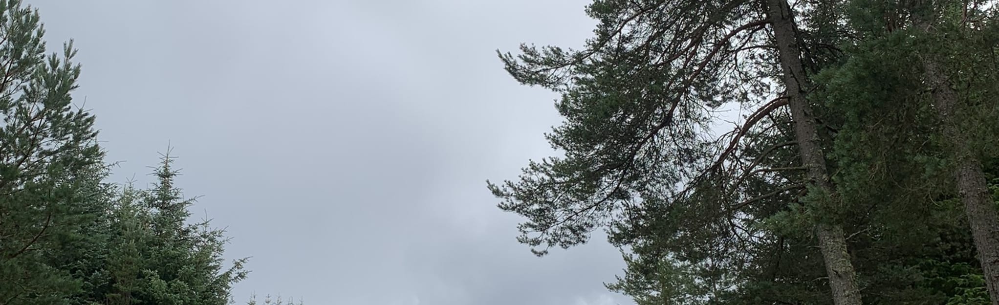 Bogbain and Balvonie of Daviot Woods Circular, 5 Fotos - Highlands ...