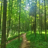 Mazeppa Park Trail, North Carolina - 419 Reviews, Map | AllTrails