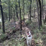 Cedar Lake Trail, Oklahoma - 137 Reviews, Map | AllTrails