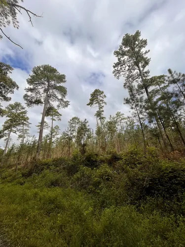 Best Hikes and Trails in Duke Forest | AllTrails