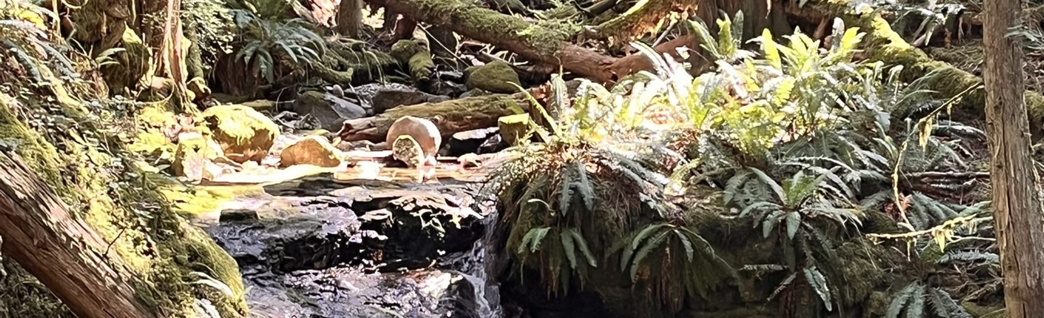 Lens Loop, British Columbia, Canada - 8 Reviews, Map | AllTrails