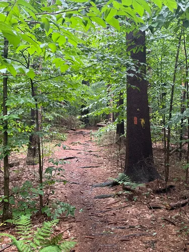 Best Hikes and Trails in Erie County Reforestation Area | AllTrails