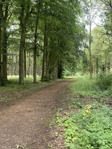 Best Hikes and Trails in Salcey Forest | AllTrails