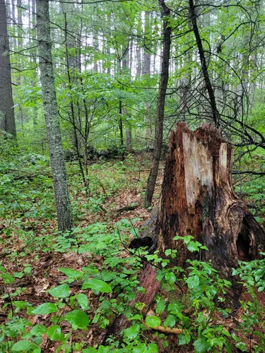 2023 Best River Trails in Wayland | AllTrails