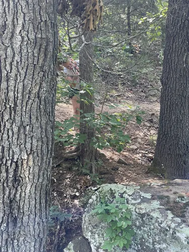 Best Hikes and Trails in Keystone Ancient Forest | AllTrails