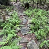 Jackson Trail, Pennsylvania - 196 Reviews, Map | AllTrails