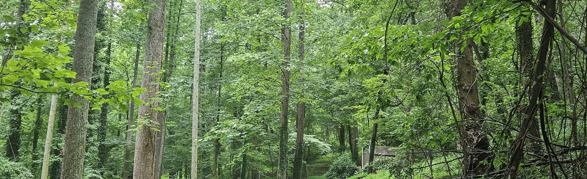 Observatory Hill Poplar Ridge Trail: 13 Reviews, Map - Virginia | AllTrails