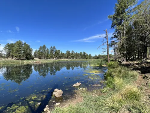 Best Hikes and Trails in Pinetop-Lakeside | AllTrails