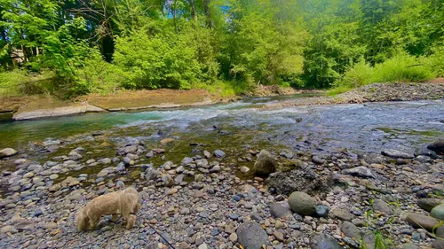 2023 Best River Trails in Maple Valley | AllTrails